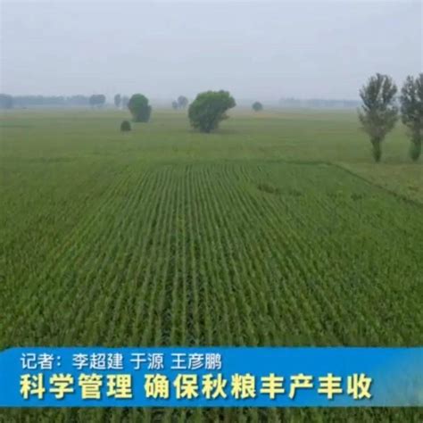 河南卫辉：科学管理确保秋粮丰产丰收强国新乡原文
