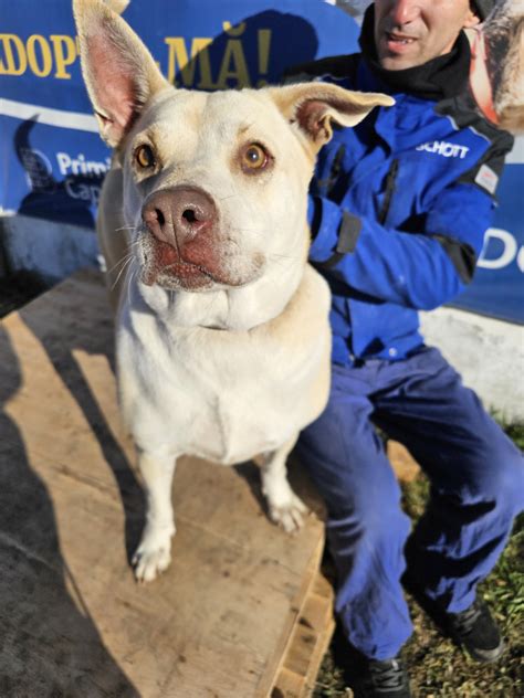 Câini Disponibili pentru Adopție ASPA Bucuresti