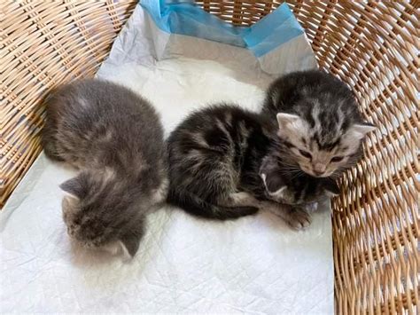 ขายลูกแมว อเมริกันช็อตแฮร์ Ennxo