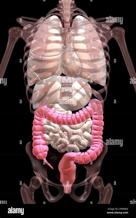 Human Appendix Location