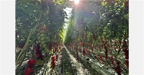 New Autonomous Scouting Robot Launched For Greenhouses