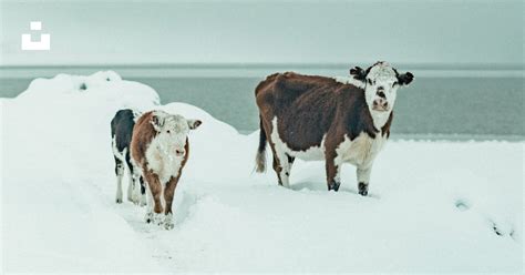 눈 속에 서있는 소 사진 Unsplash의 무료 아르헨티나 이미지