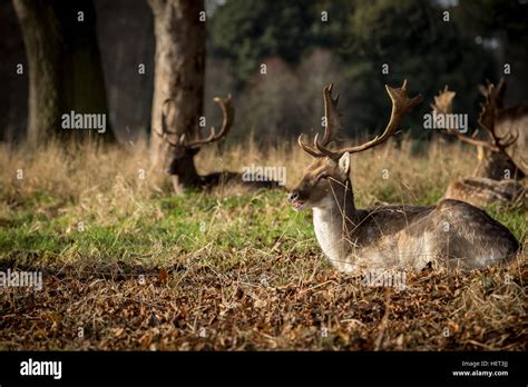 Fallow Deer Wildlife Protected Landscape Wildlife Citypark Dublin