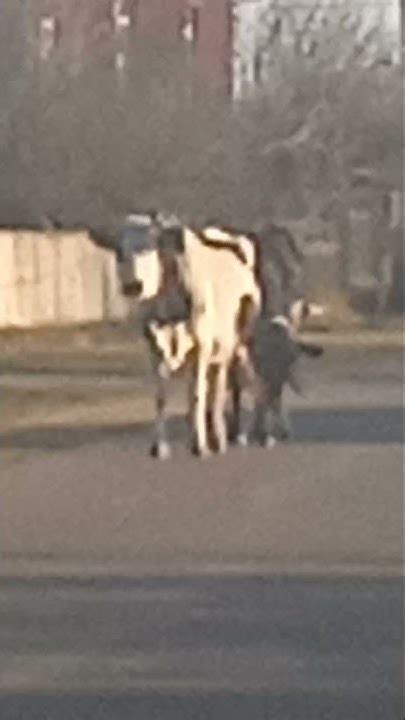 ძროხები გზაზე Youtube