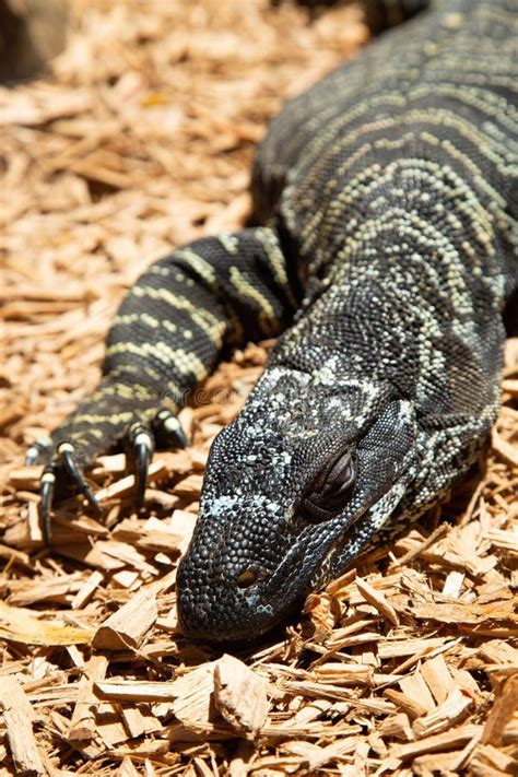 Lace Monitor Chilling On The Ground In Australia Stock Image Image Of