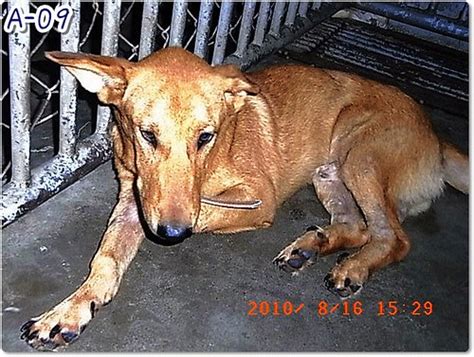 人生有很多機會而他們只剩一個員林收容所0816AB網誌區拉拉狼犬梗犬戴項圈米克斯成幼犬種類眾多08 Flickr