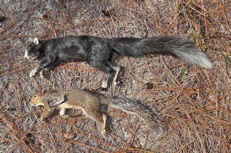 Out Foxing Carolina Fox Squirrels Carolina Sportsman
