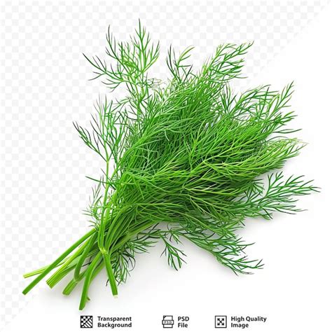 Premium Psd Green Fresh Dill