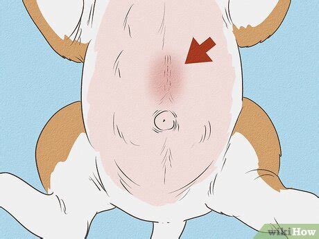How To Determine The Sex Of Puppies Steps With Pictures