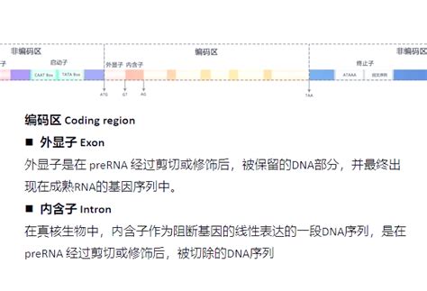 基因结构详解：真核与原核生物的区别