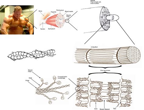 Muscle Cells Functions And Structure Gcse Biology Revision