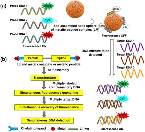 A Stepwise Representation Of Simultaneous Detection Of Multiple Dna