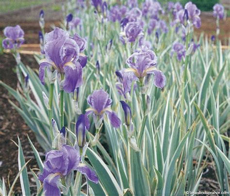 Iris Pallida Argentea Variegata Le Jardin Du Prahor
