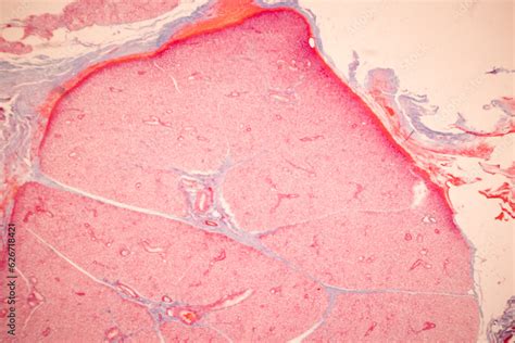 Showing Light Micrograph Of The Tongue Human Tooth Human Parotid Gland Human And Oesophagus