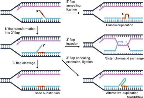 Okazaki Fragments Ligase