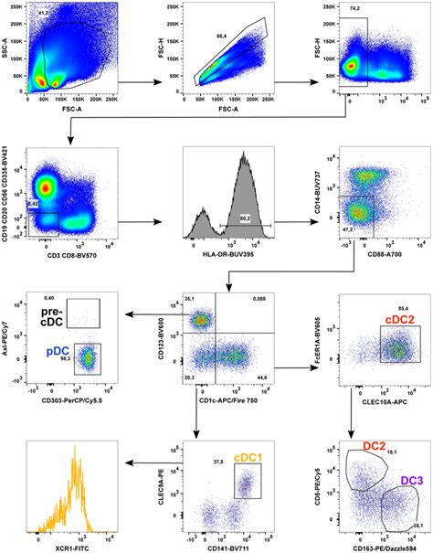 Exemplary Gating Strategy Of The Dc Compartment In Human Spleen After