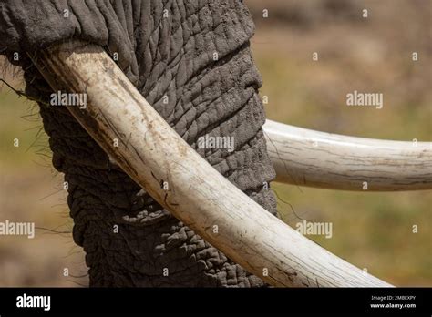 Close Up Of Trunk And Tusks Of African Bush Elephant Loxodonta