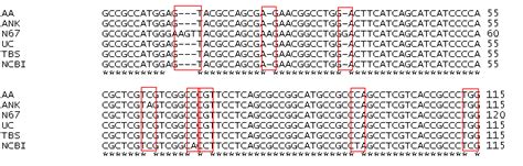 multiple alignment of selected section of dfr sequence using clustal