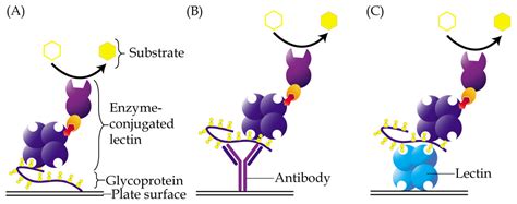 Lectins An Effective Tool For Screening Of Potential Cancer Biomarkers [peerj]