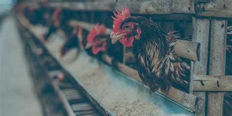 Продукція - Вибір - Кормові добавки