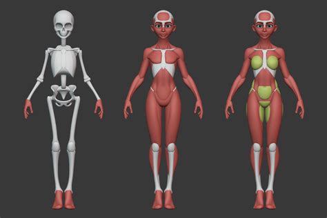 Stylized Female Anatomy Female Anatomy Anatomy Stylized