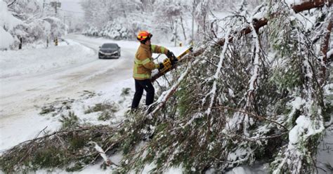 현장 컷 강릉 폭설에 쓰러진 나무 제거 긴급출동