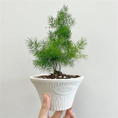 아스파라거스 미리오클라두스