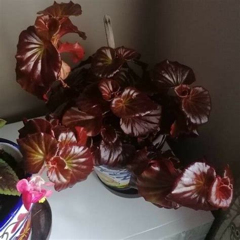 Jamaica Wood Sorrel Begonia Minor Plant Care And How To Grow Water