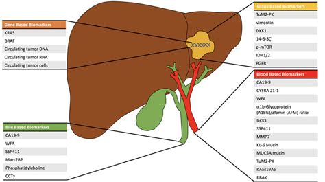 Diagnostic Biomarkers For Intrahepatic Cholangiocarcinoma Download Scientific Diagram