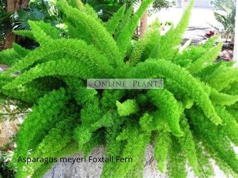 Asparagus Meyeri Foxtail Fern For Sale Online Plants