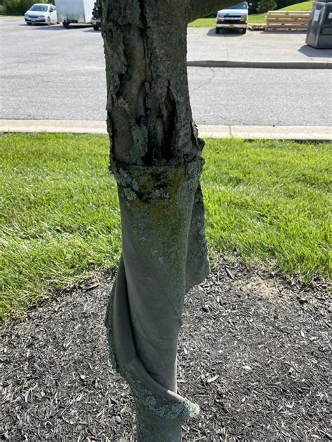 Should We Remove This Fabric Rarborists