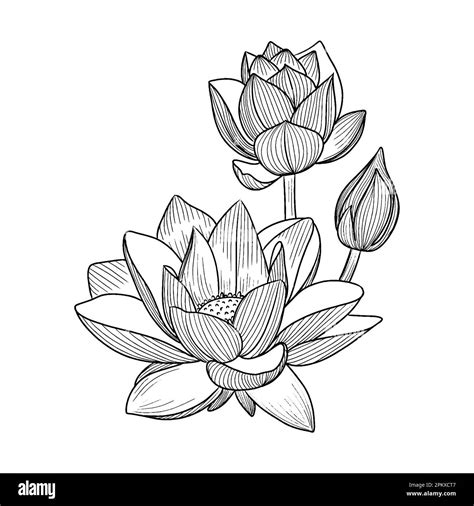 Lotus Flower Black And White Drawing