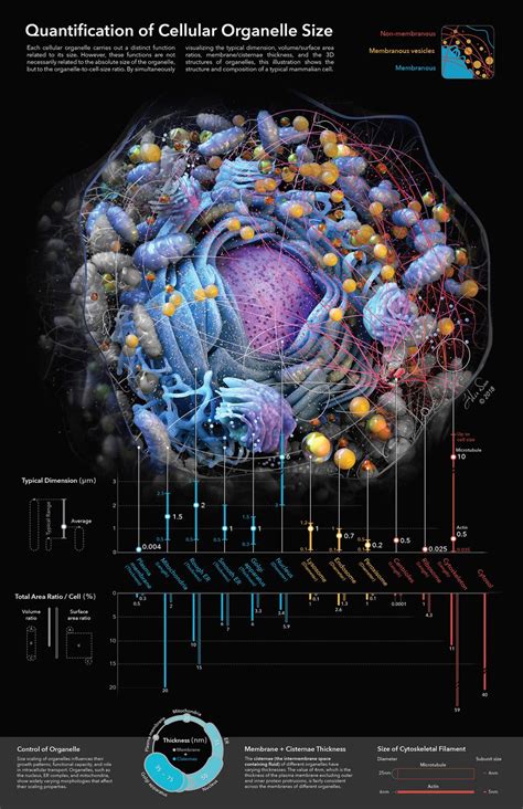 Quantification Of Cellular Organelle Size Artofit