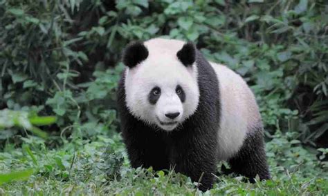 6 Reasons Why Pandas Can Be Dangerous To Humans Explained Bestofpanda
