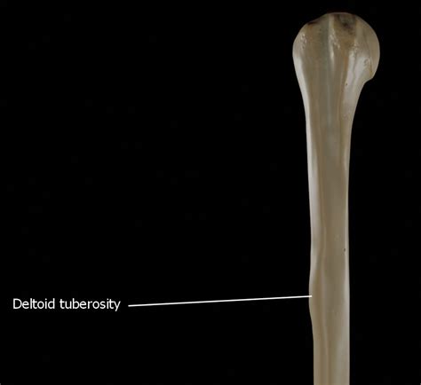Deltoid Tuberosity Archives Anatomy Note