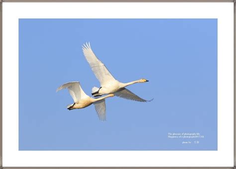 고니 하늘을 날다