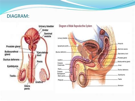 The Male Reproductive System Lecturepptx