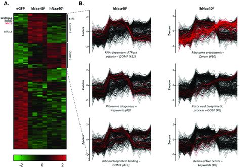 Proximity Dependent Biotin Identification Biold Enables The Discovery Download Scientific