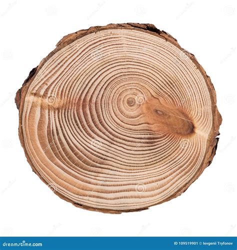 Larch Cross Section Of Tree Trunk Showing Rings Isolated On White