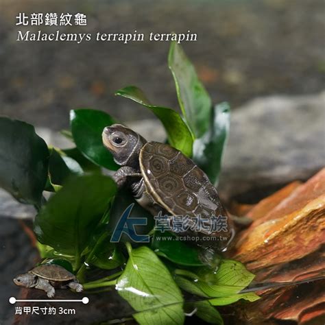 北部鑽紋龜 001 烏龜 活體販售 AC草影水族 水草水晶蝦水族用品專賣店