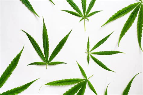 Different Types Of Weed Leafs Explained Healthcare Weekly