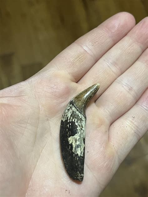 Is This A Fossilized Bear Tooth Rfossils