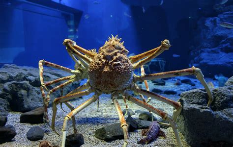 Top 10 Must See Exhibits At Osaka Aquarium Kaiyukan Trip To Japan