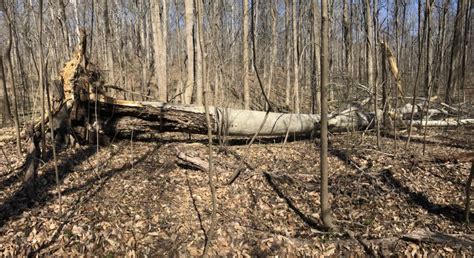 Tree Removal Trunk Rot And Roots
