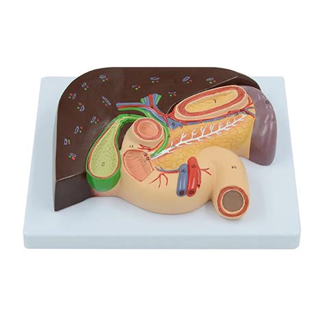 Amhuui Anatomy Model Human Gastric Section Model Human Digestive System