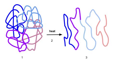 Denaturation Of Proteins What Is It Chemtalk