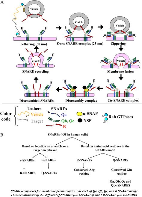 Tethers Snares Snaps And Nsf In Vesicular Trafficking A The