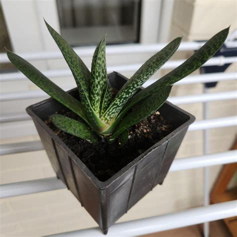 Красивые домашние цветы в горшках купить в Москве цена 50 руб дата размещения 25 09 2024