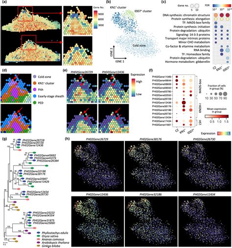 Spatiotemporal Transcriptome Atlas Reveals Gene Regulatory Patterns During The Organogenesis Of