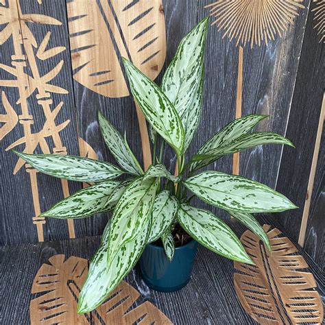 Aglaonema Silver Queen Floraria Secret Garden Sg